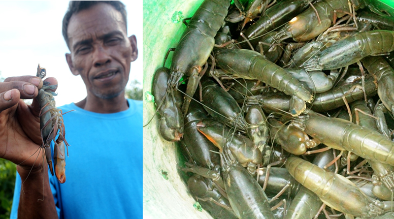 Takla, big hit among eco-tourists here