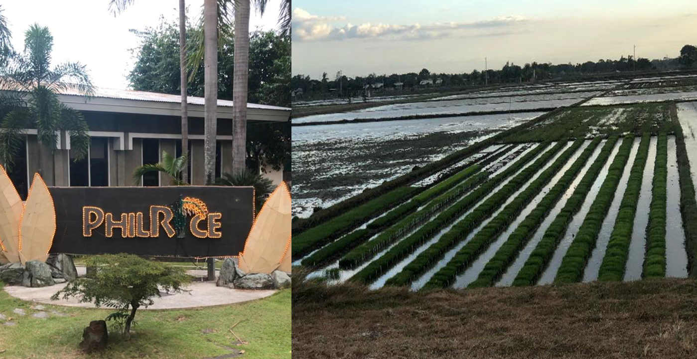 PhilRice eyes Bohol station
