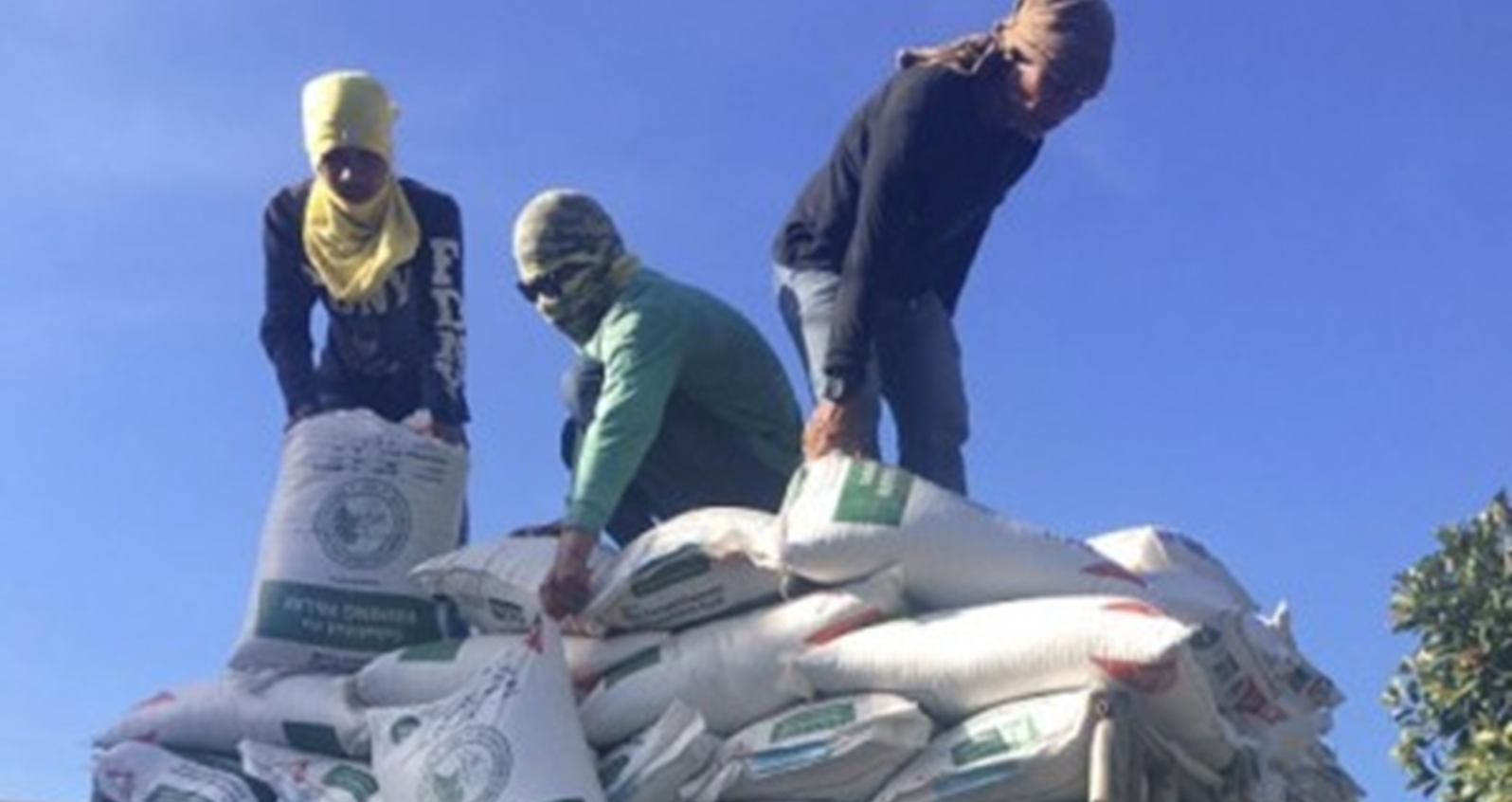 DA gives 46K bags of inbred rice seeds to Bohol, NegOr farmers