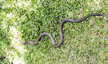 Woman dead, 1 other hurt in separate cobra encounters in Bohol